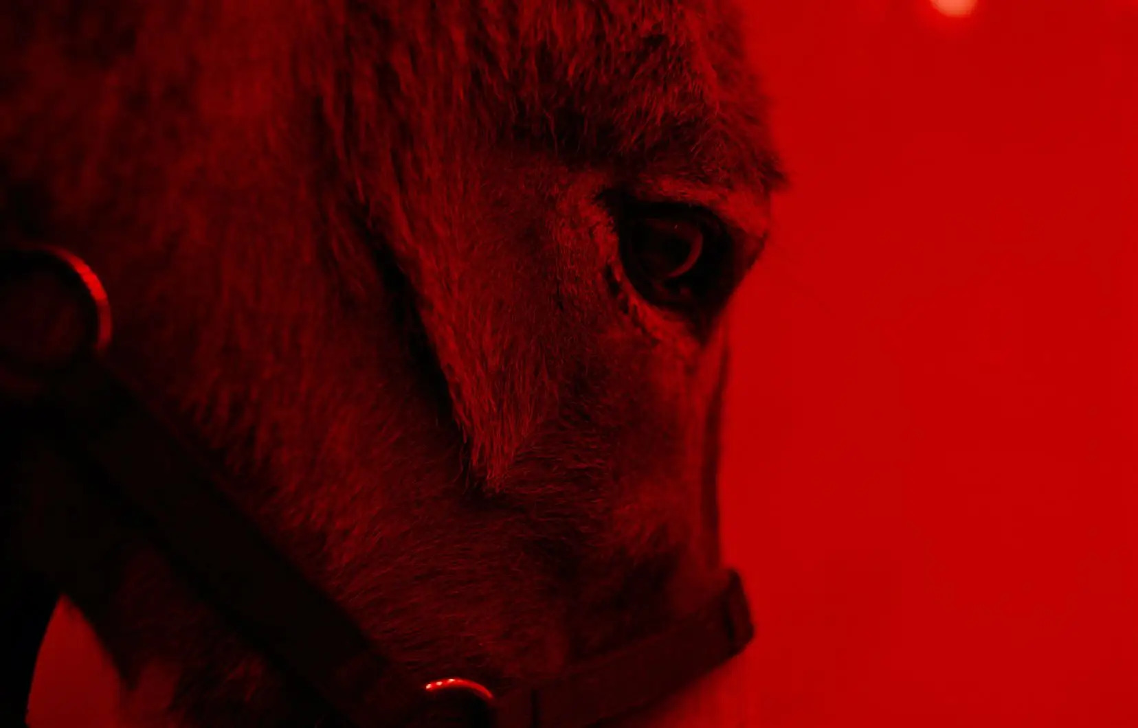 Les meilleurs films 2022 de la rédac’ – Le Comptoir